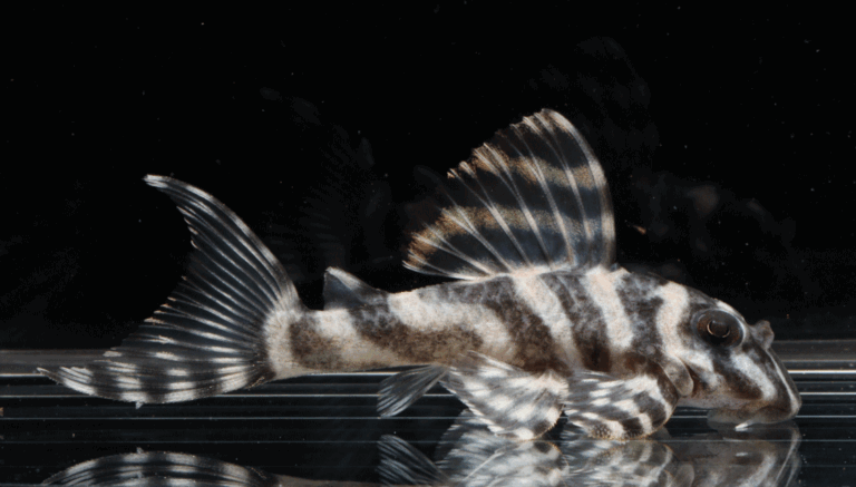 KuroGamoのL333 | aquashop fin / アクアショップフィン 店長ブログ