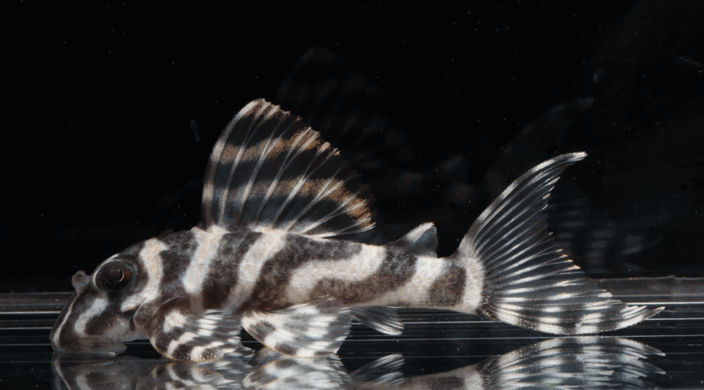 KuroGamoのL333 | aquashop fin / アクアショップフィン 店長ブログ